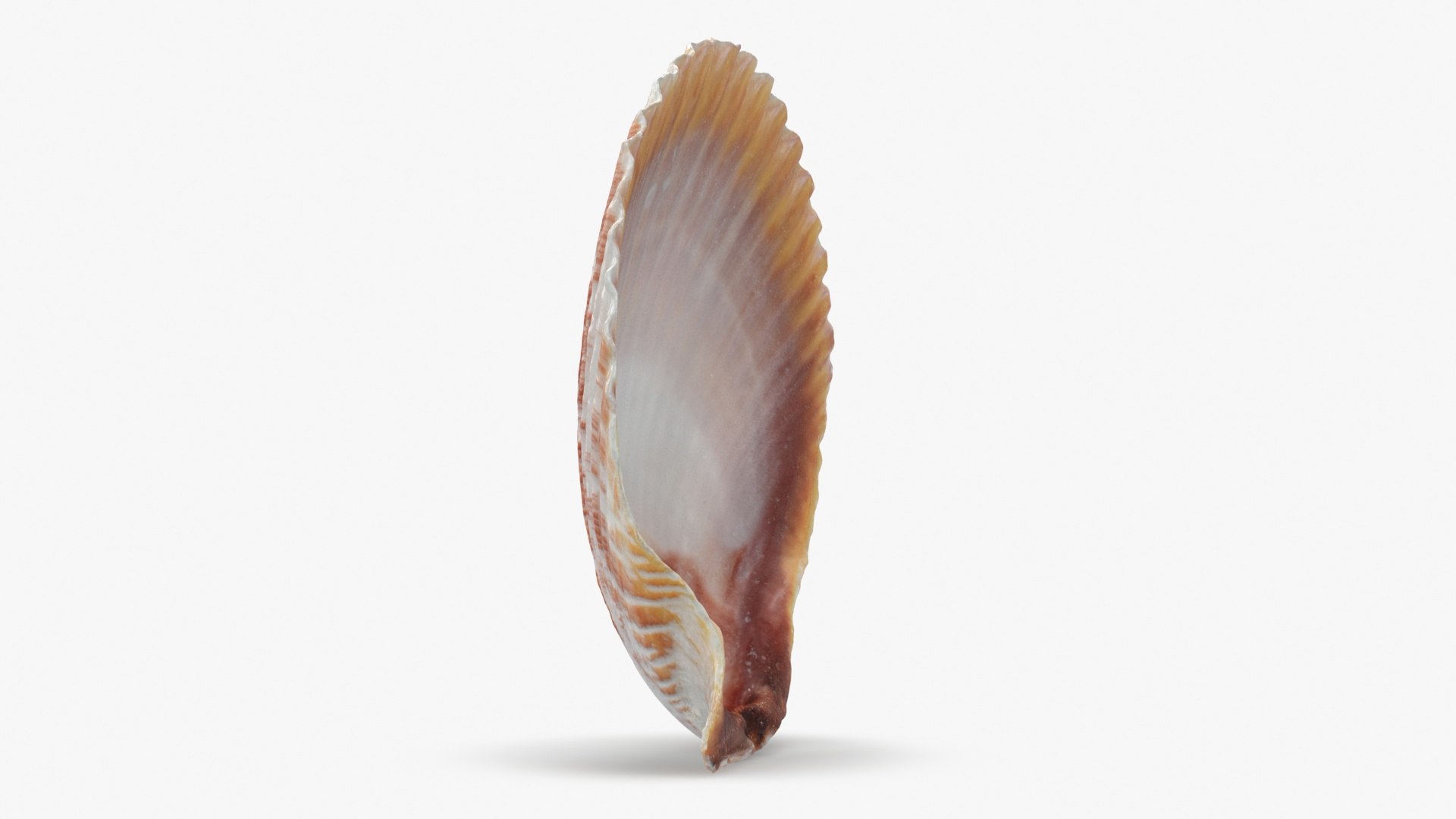 3D Model Argopecten Circularis - TurboSquid 2137703