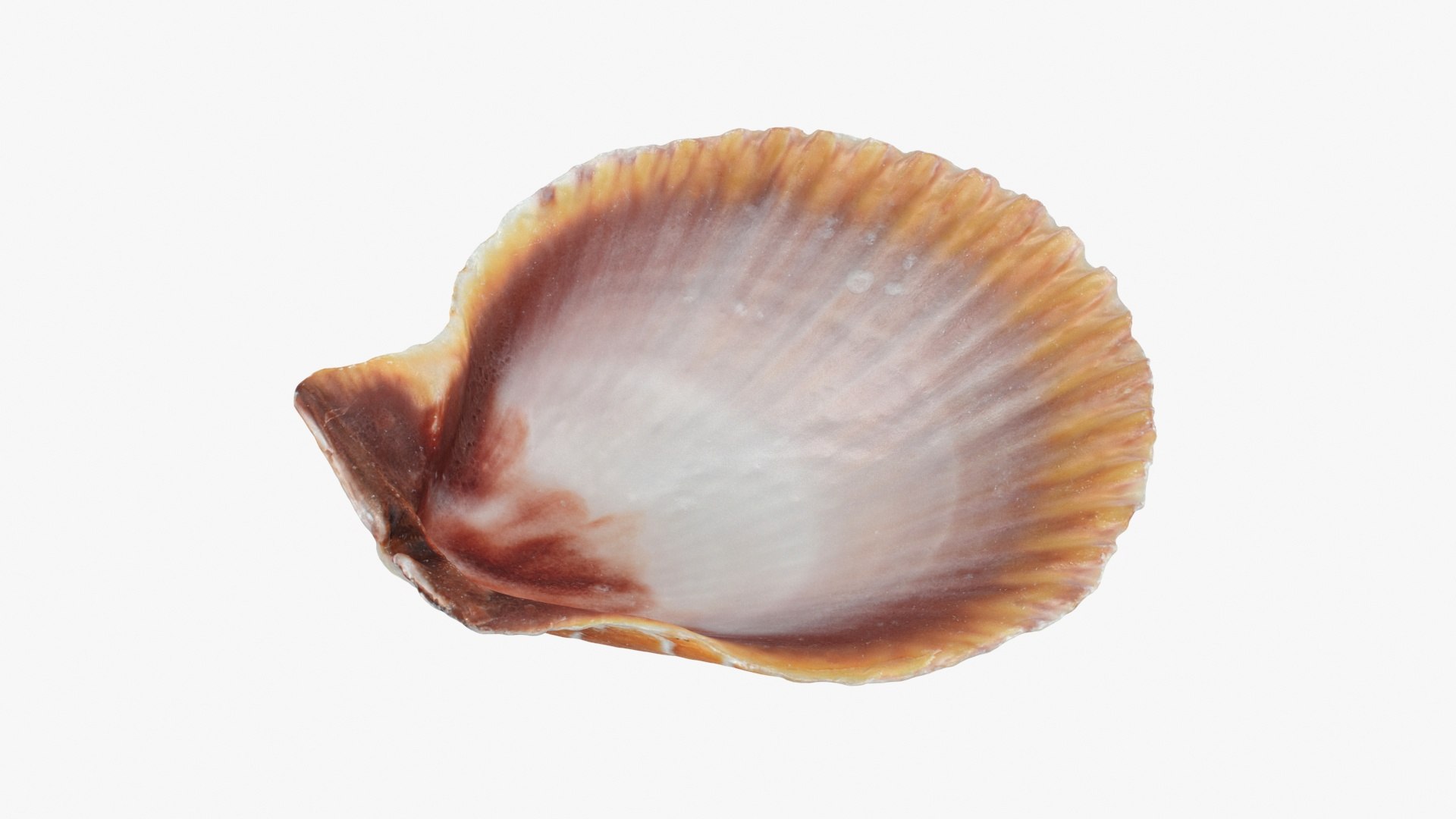 3D Model Argopecten Circularis - TurboSquid 2137703