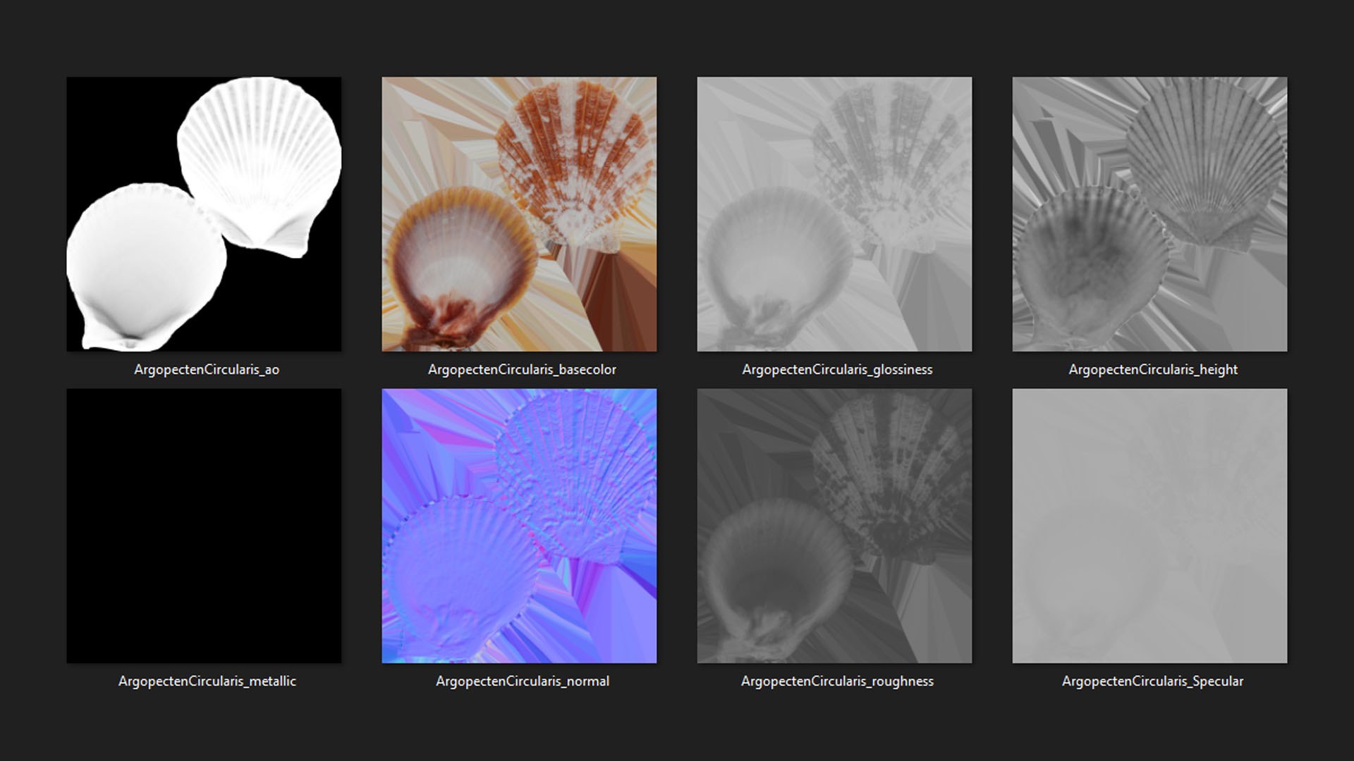 3D Model Argopecten Circularis - TurboSquid 2137703