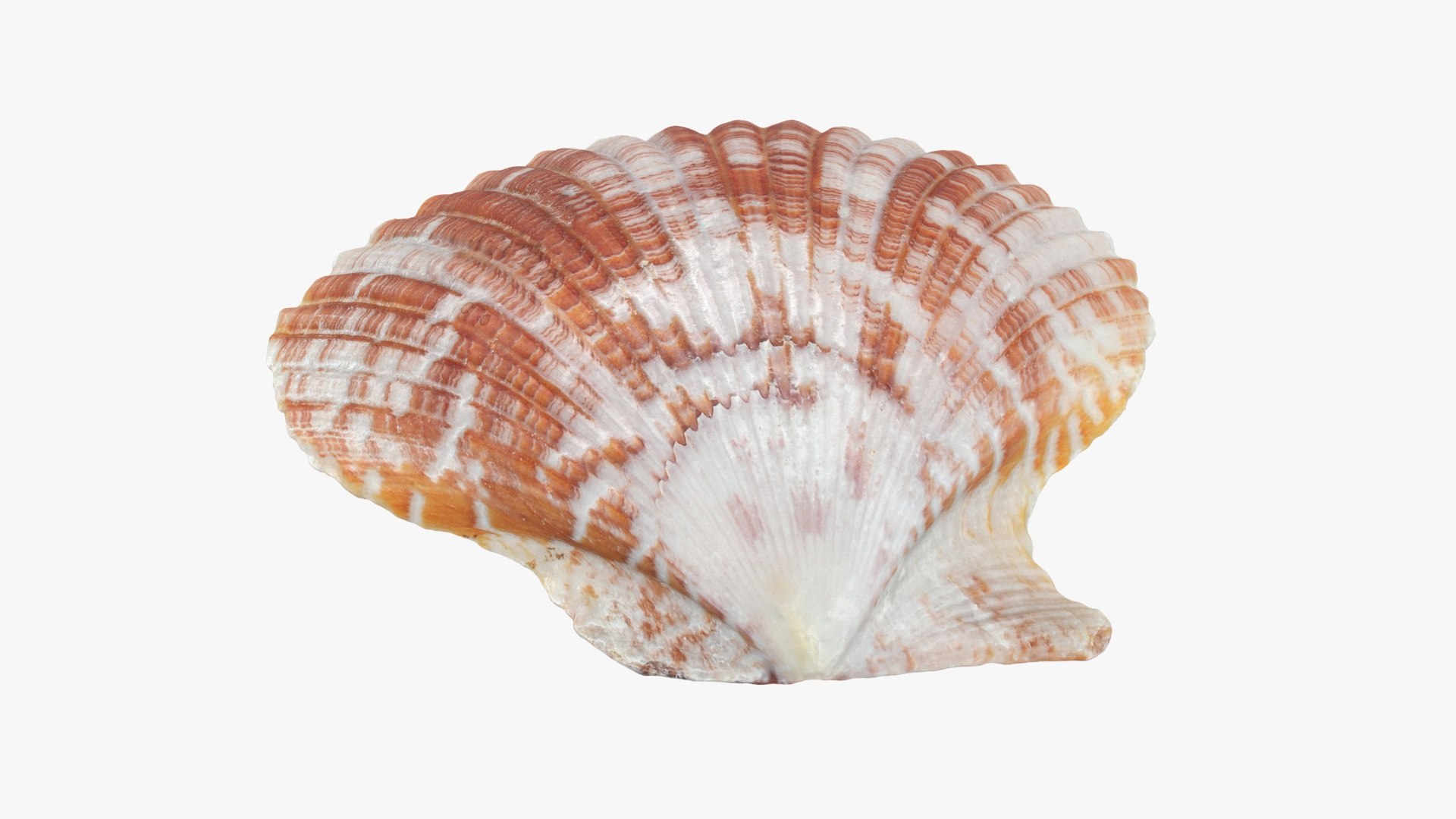 3D Model Argopecten Circularis - TurboSquid 2137703