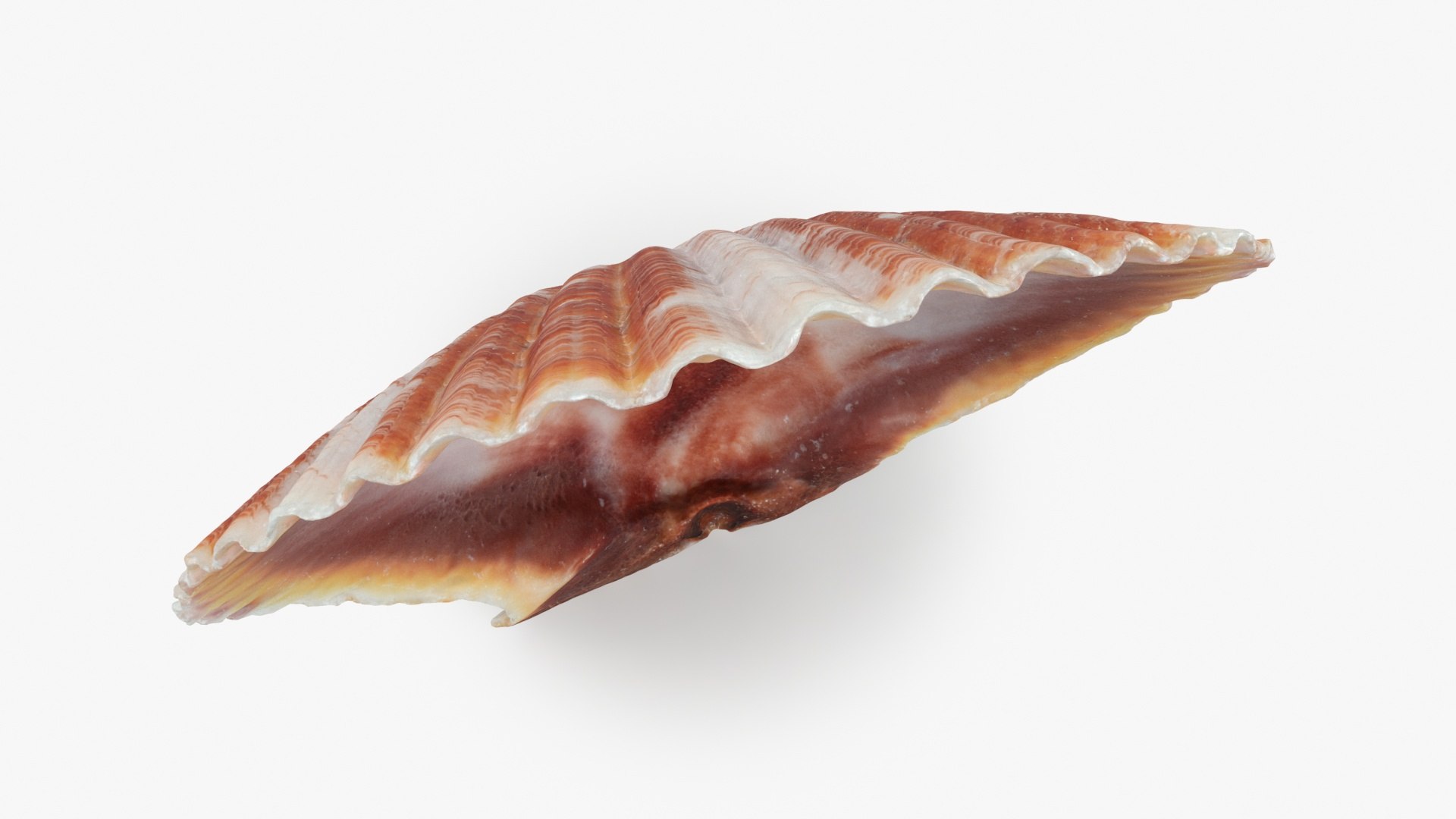 3D Model Argopecten Circularis - TurboSquid 2137703