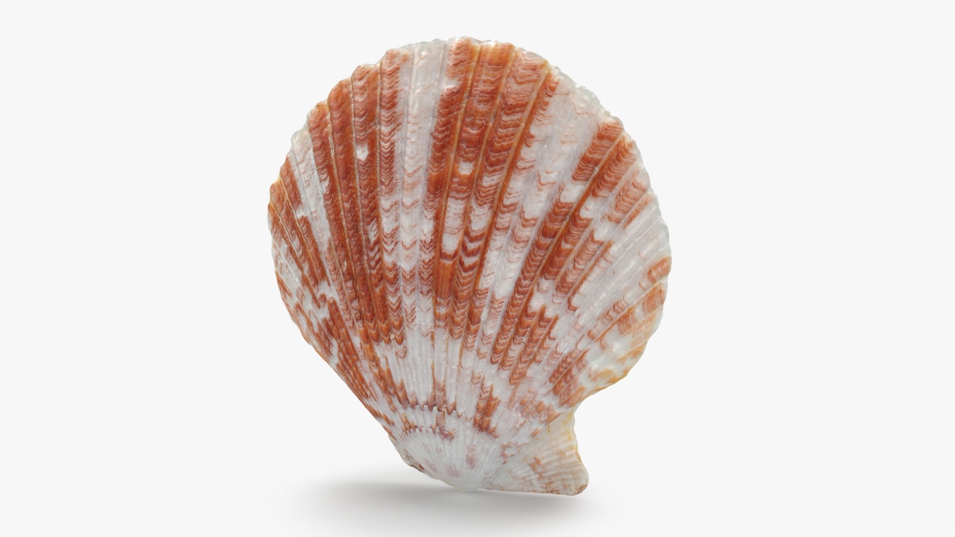 3D Model Argopecten Circularis - TurboSquid 2137703