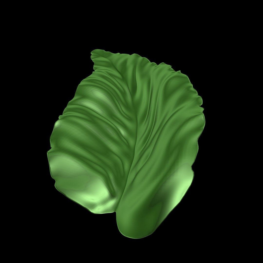 3d Model Leaf