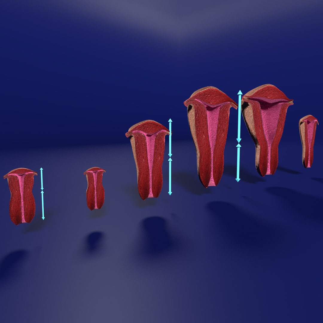 3D Uterus Different Stages Development - TurboSquid 1481240