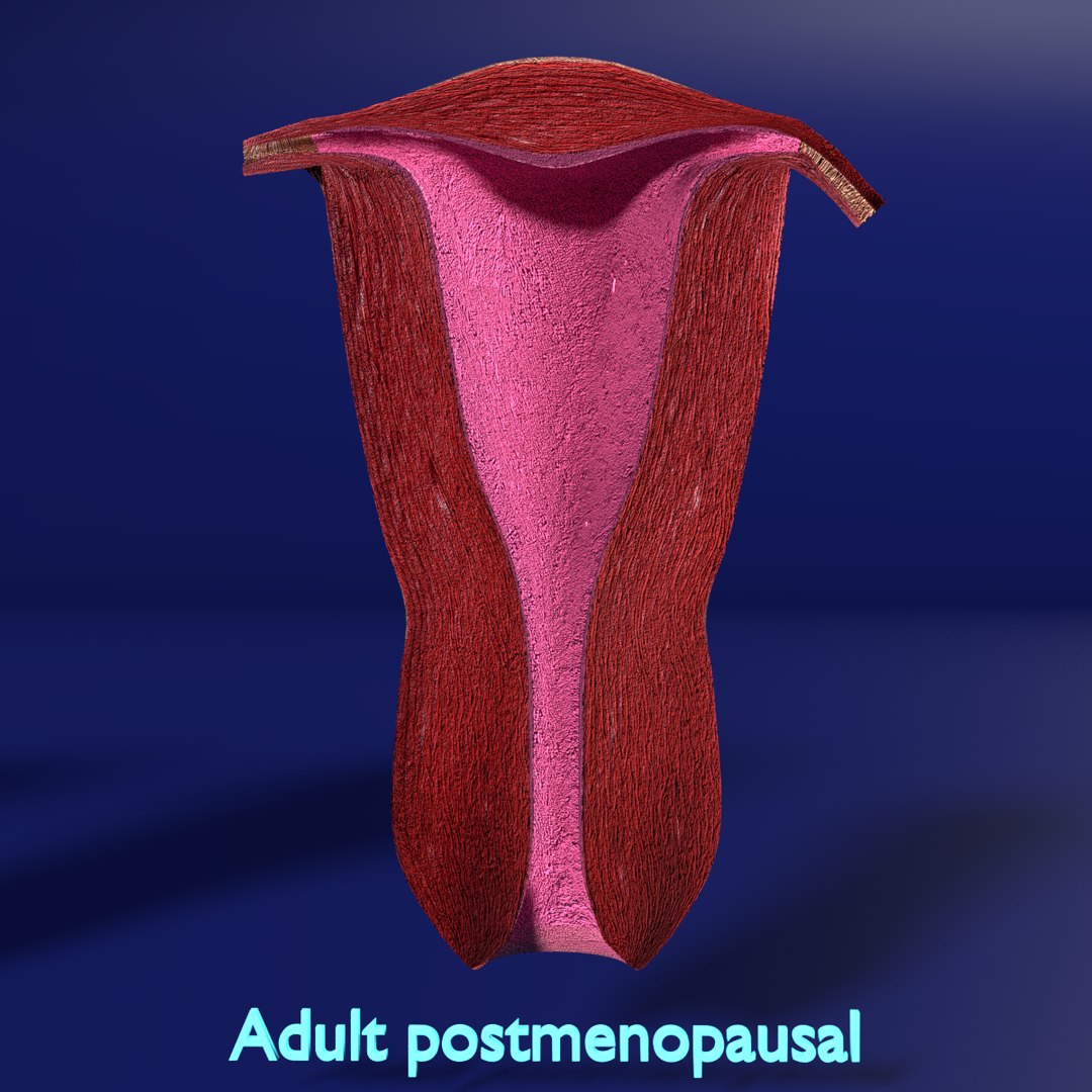 3D Uterus Different Stages Development - TurboSquid 1481240