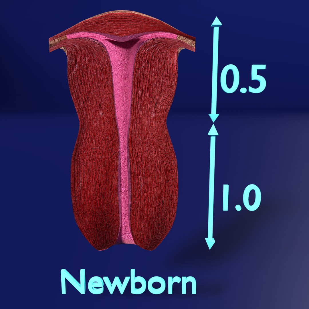 3D Uterus Different Stages Development - TurboSquid 1481240