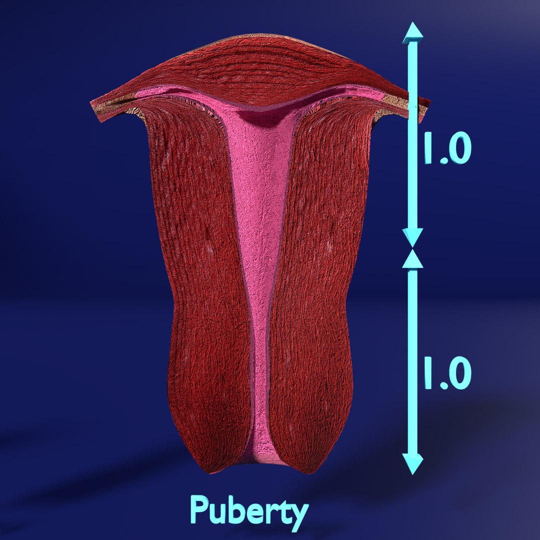3D Uterus Different Stages Development - TurboSquid 1481240