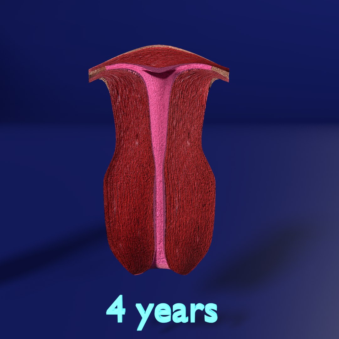 3D Uterus Different Stages Development - TurboSquid 1481240