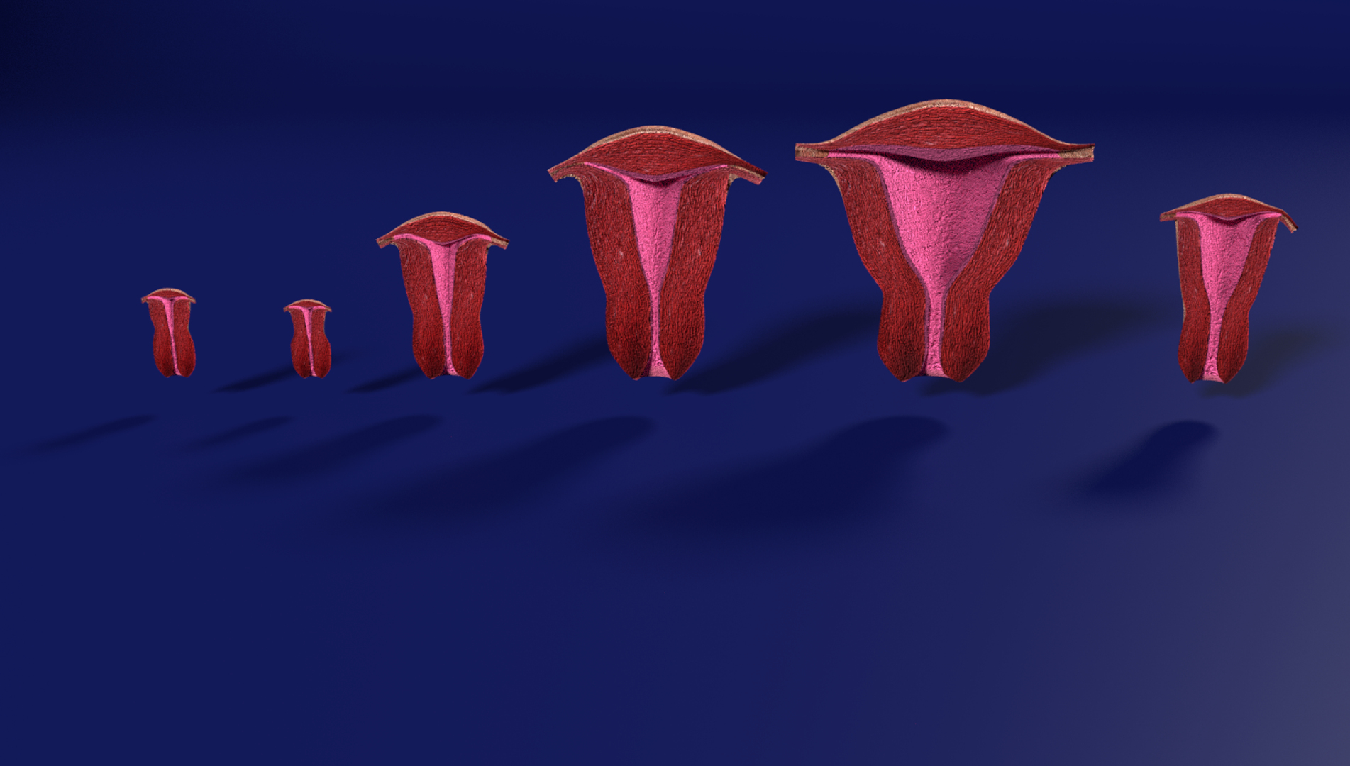 3D Uterus Different Stages Development - TurboSquid 1481240