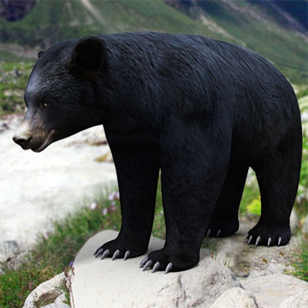 american black bear 3d model