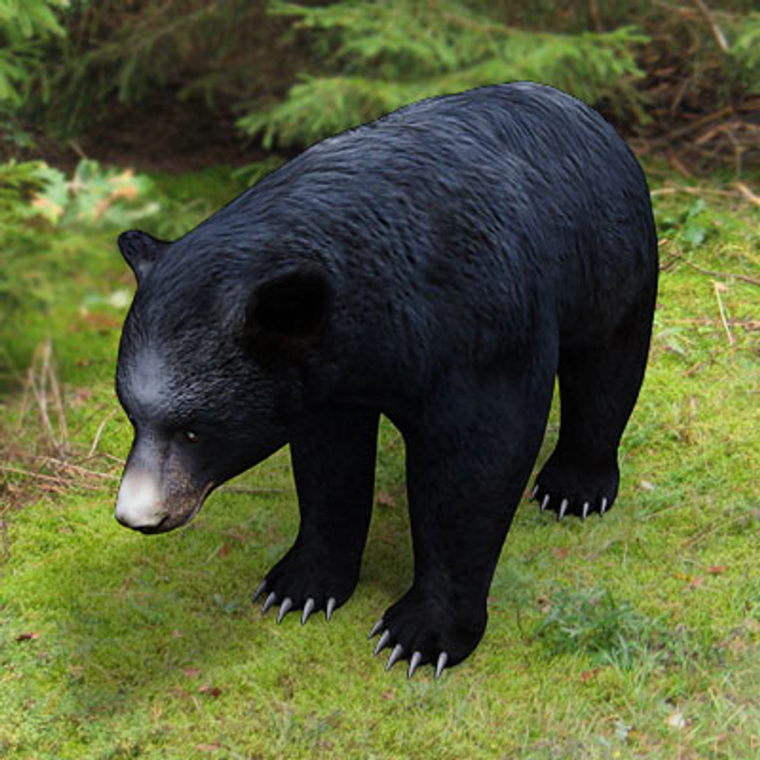 american black bear 3d model