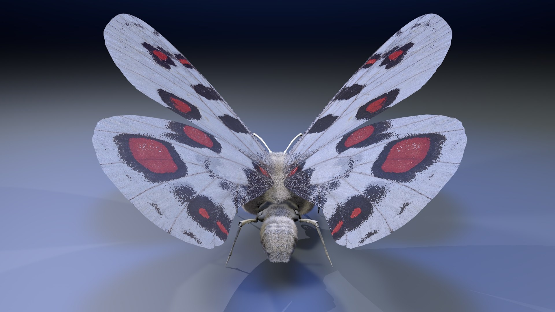 3D Apollo Butterfly - TurboSquid 1194897
