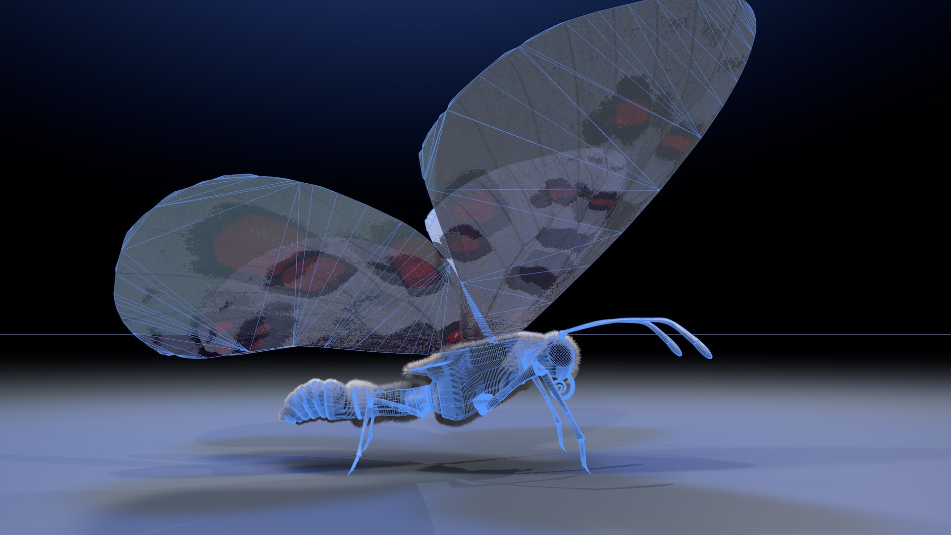 3D Apollo Butterfly - TurboSquid 1194897