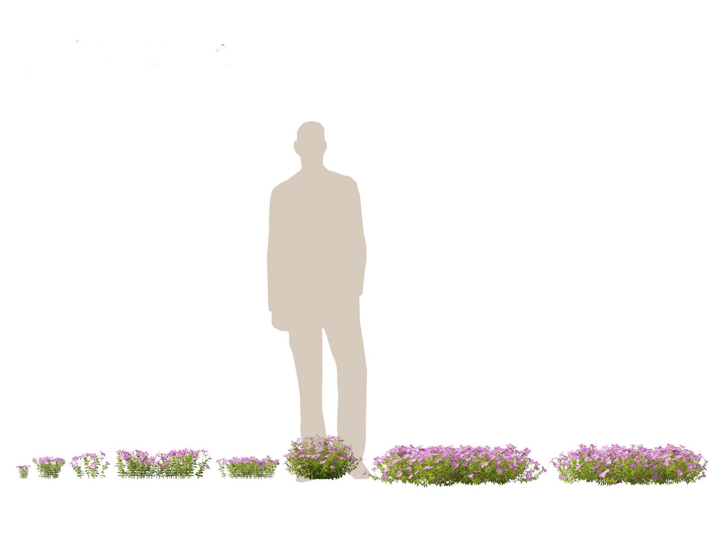3D Vinca Minor - Common Periwinkle Model - TurboSquid 2141657
