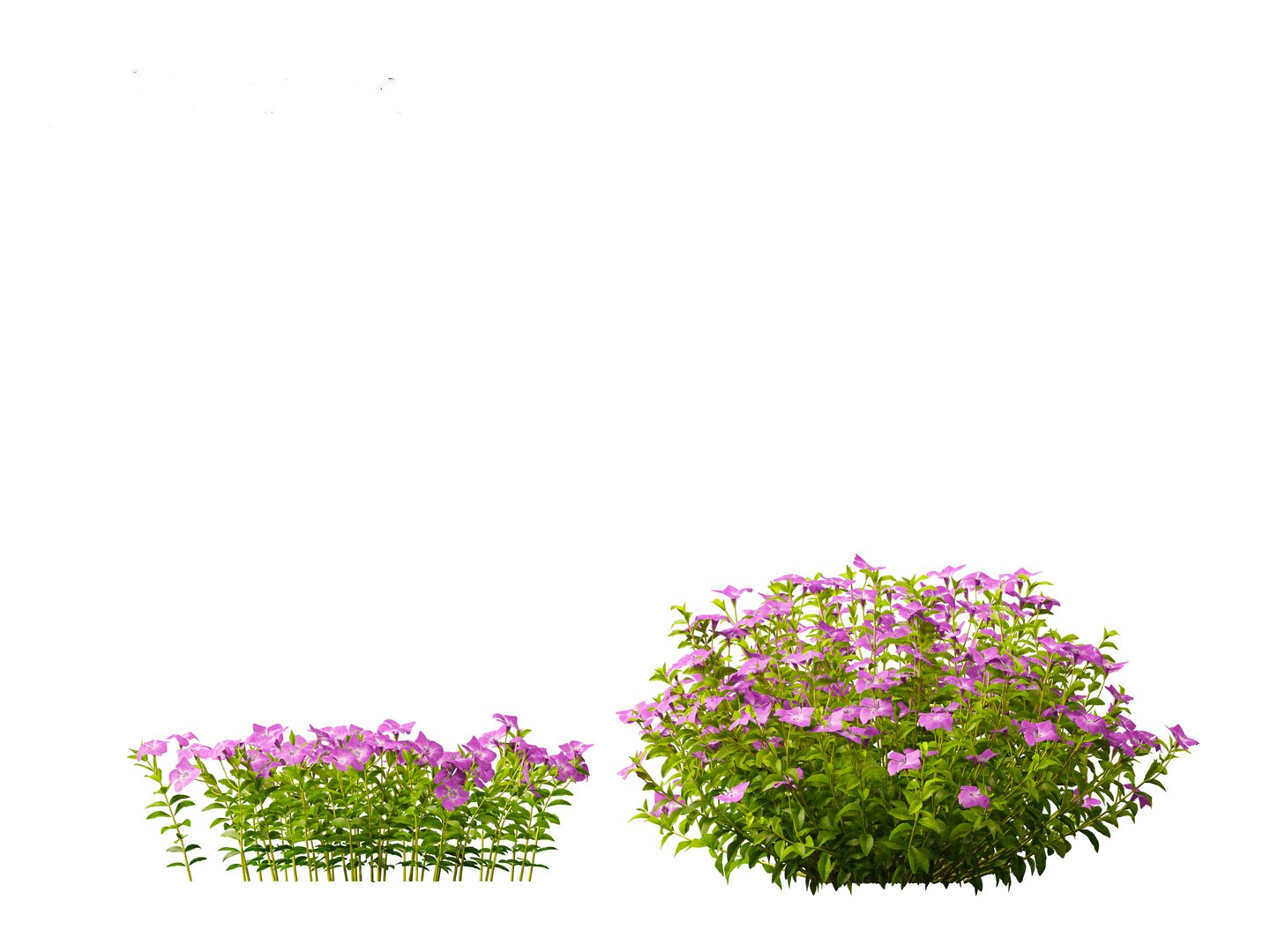 3D Vinca Minor - Common Periwinkle Model - TurboSquid 2141657
