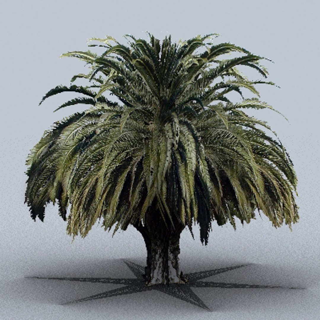 Palm Tree 3d Model