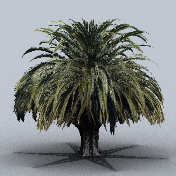 palm tree 3d model