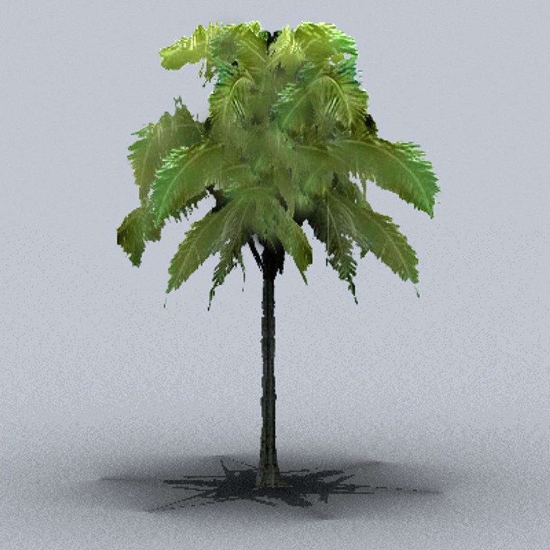 Palm Tree 3d Model