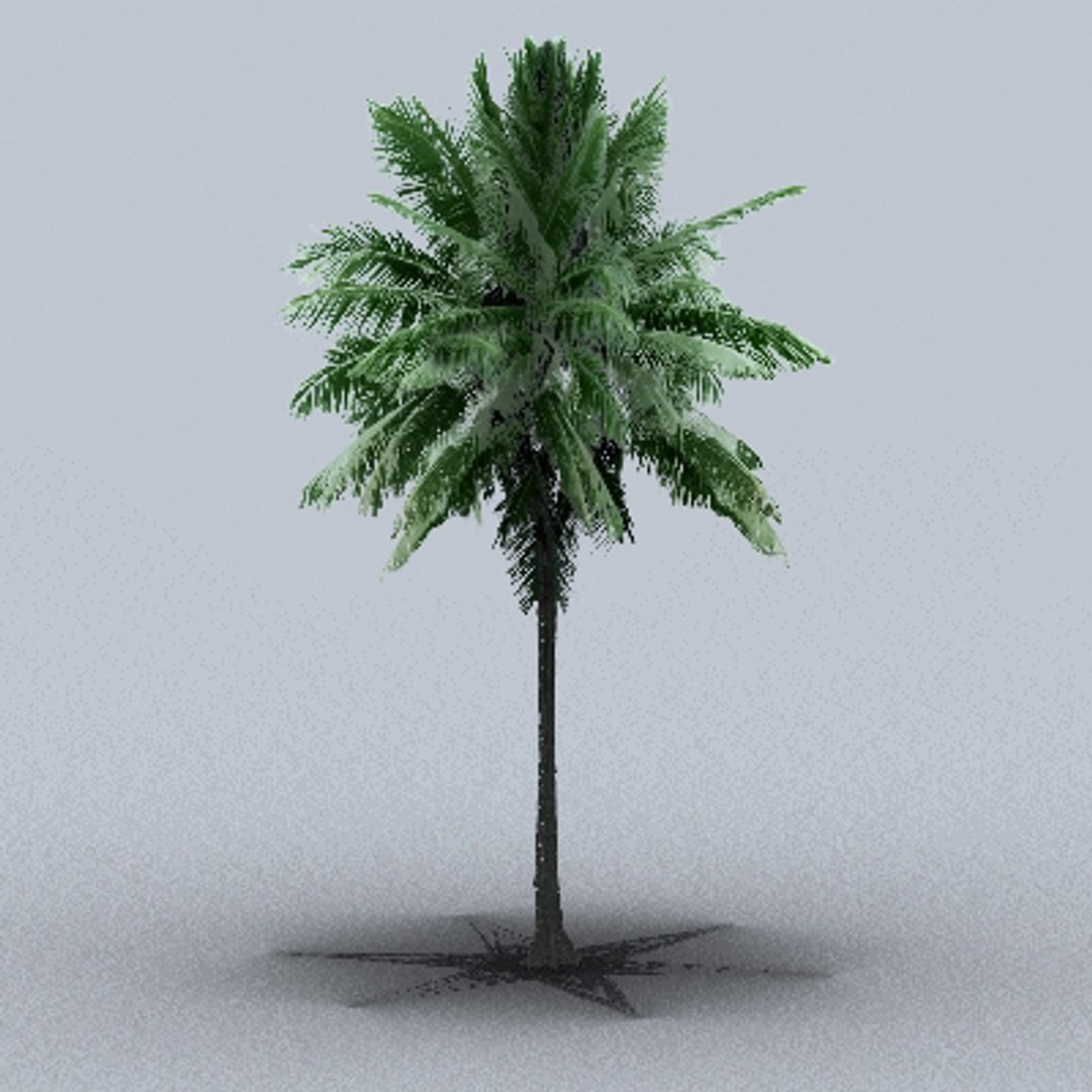 Palm Tree 3d Model