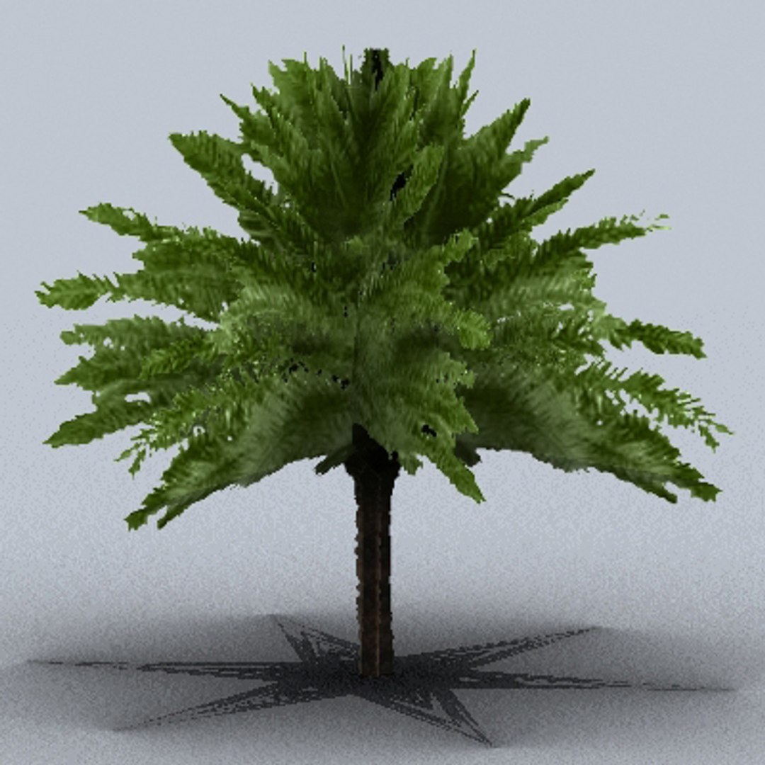 Palm Tree 3d Model