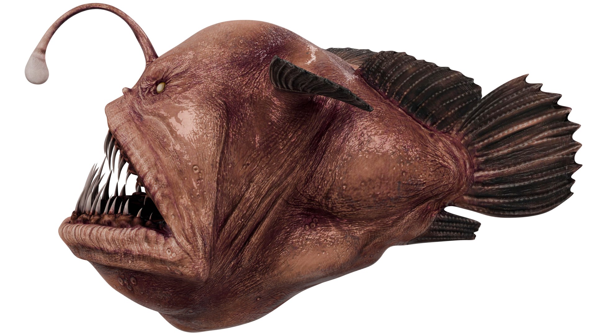 3D Angler Fish - TurboSquid 2387696
