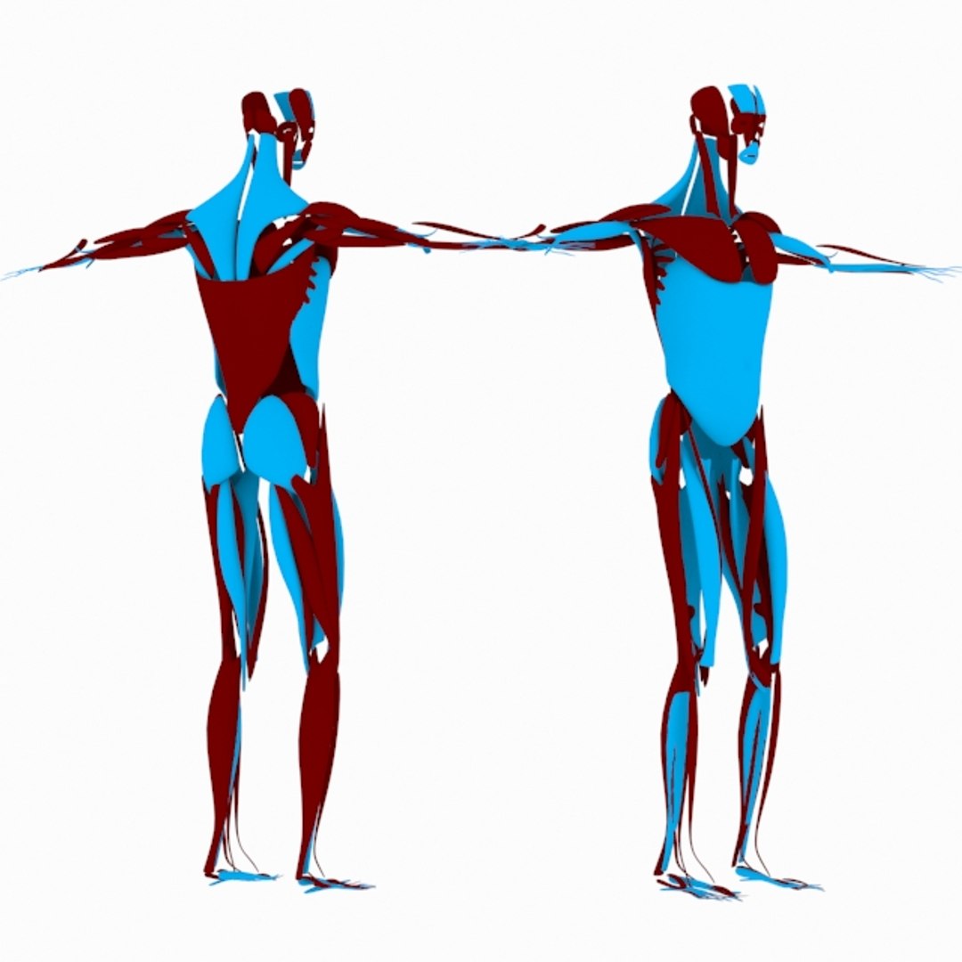 3d Model Human Male Muscle