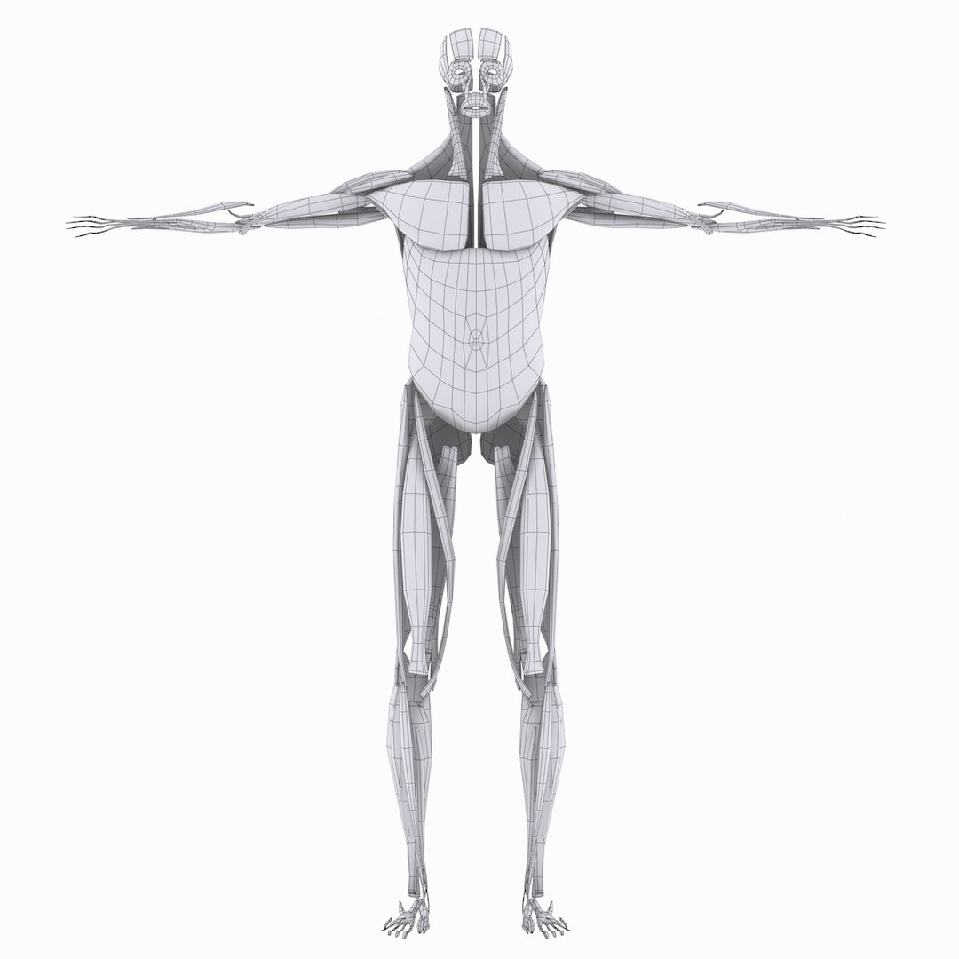3d Model Human Male Muscle