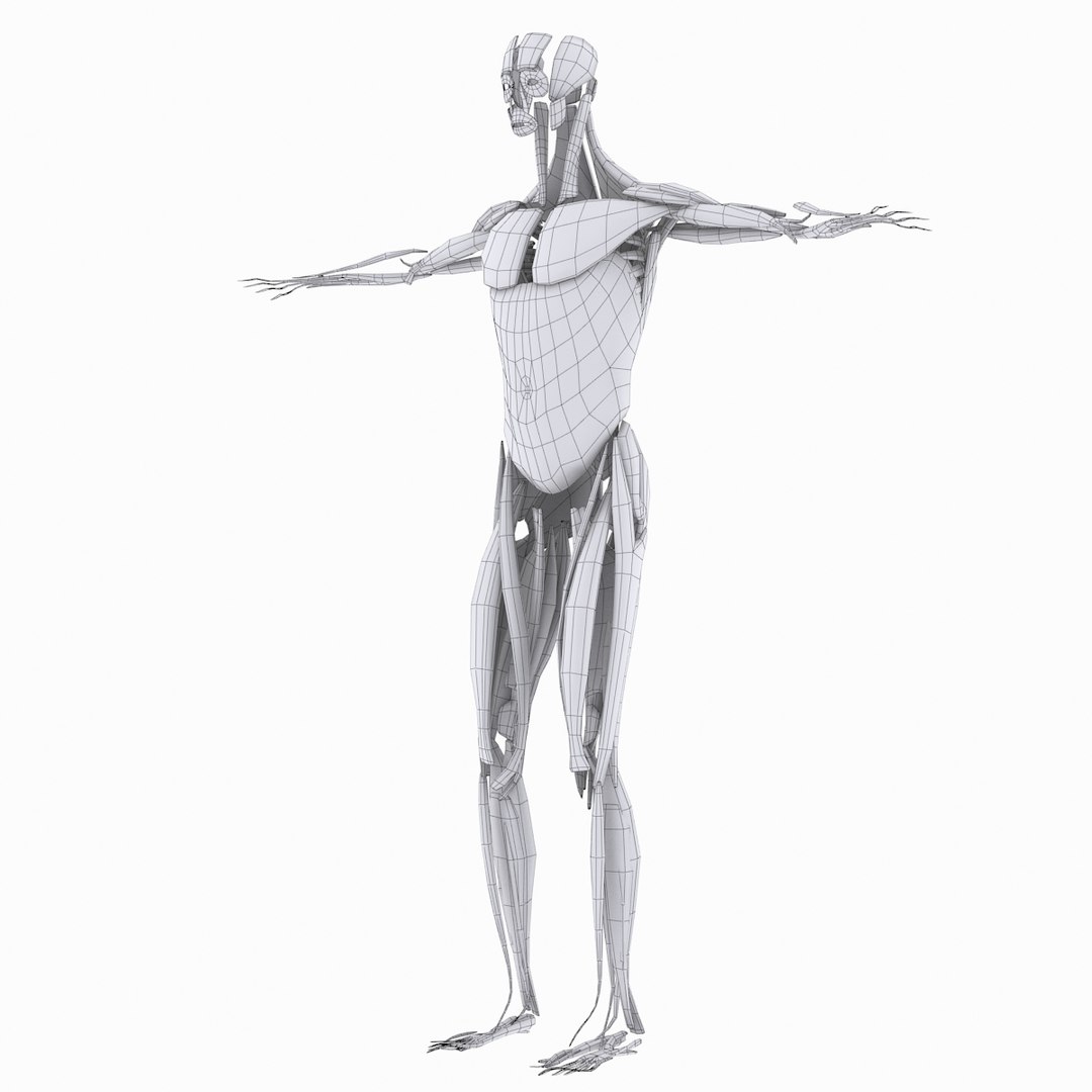 3d Model Human Male Muscle