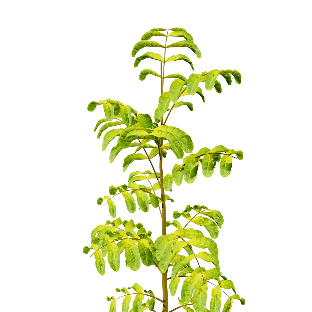 3D Australian Tamarind 3D Model Model - TurboSquid 2297960