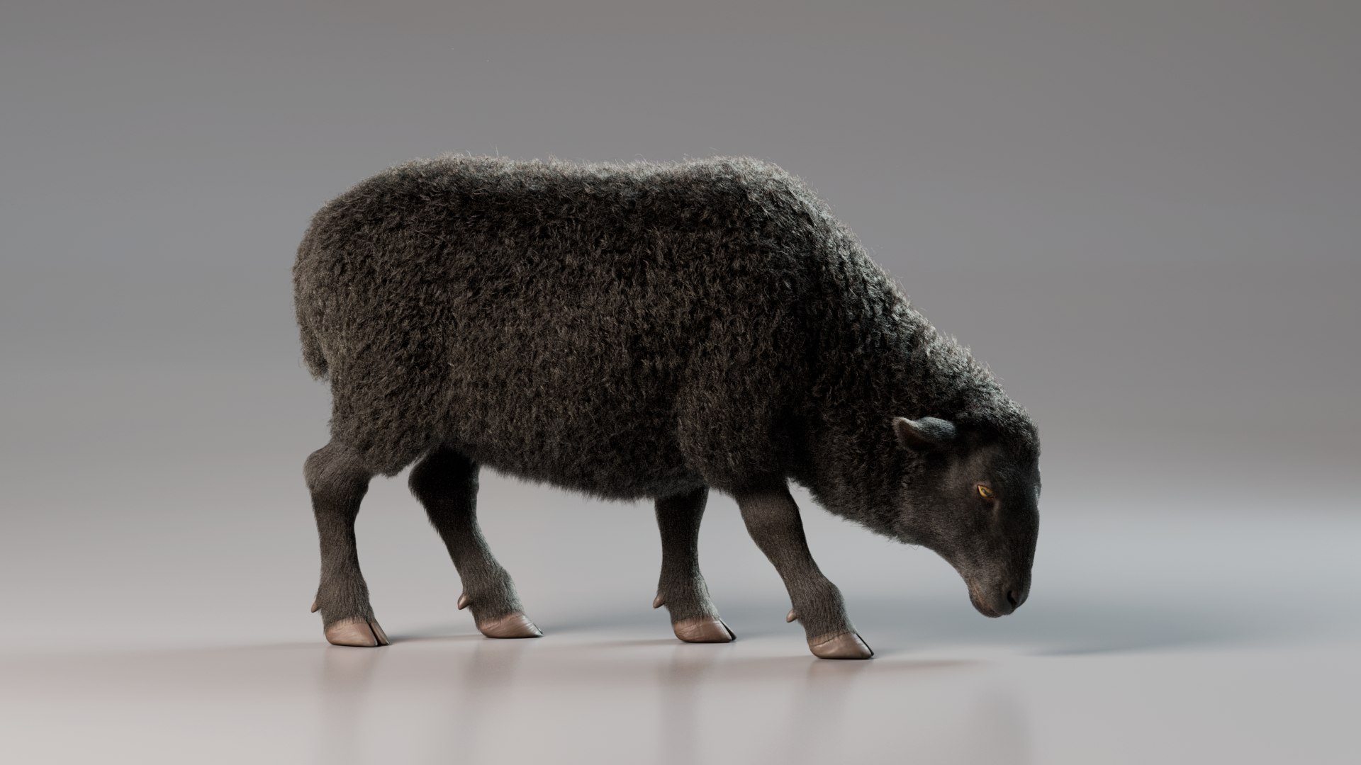 Black Sheep Rigged Animated With Fur Model - TurboSquid 2168422