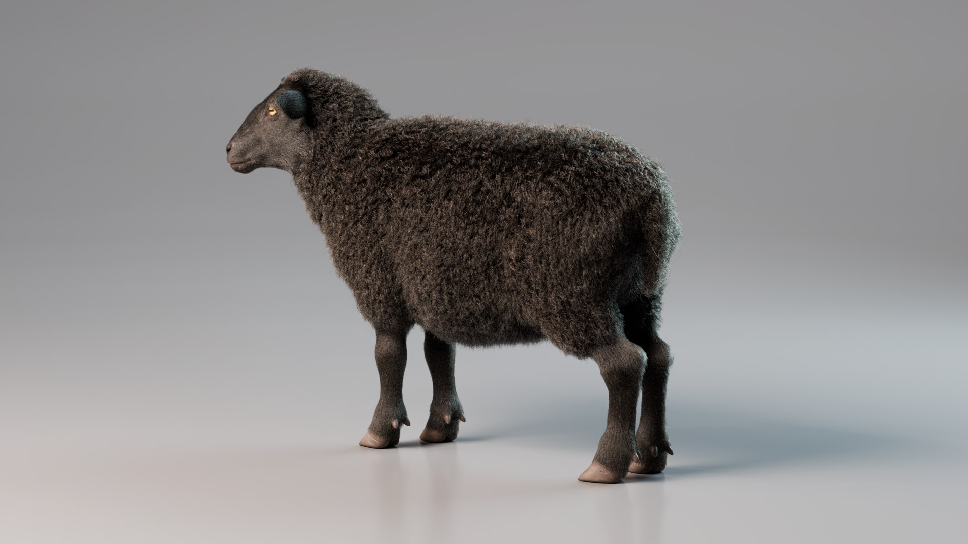 Black Sheep Rigged Animated With Fur Model - TurboSquid 2168422