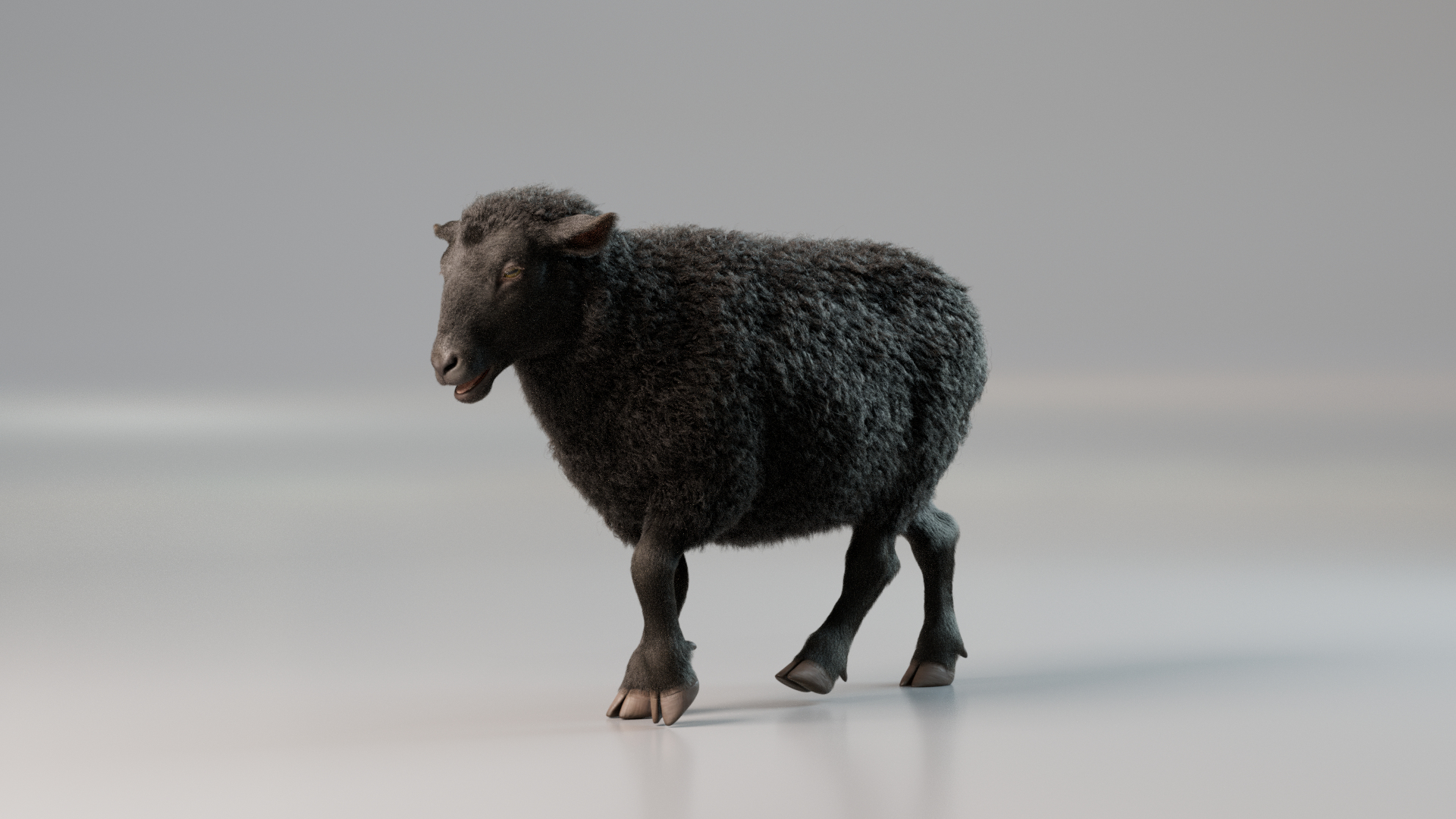 Black Sheep Rigged Animated With Fur Model - TurboSquid 2168422