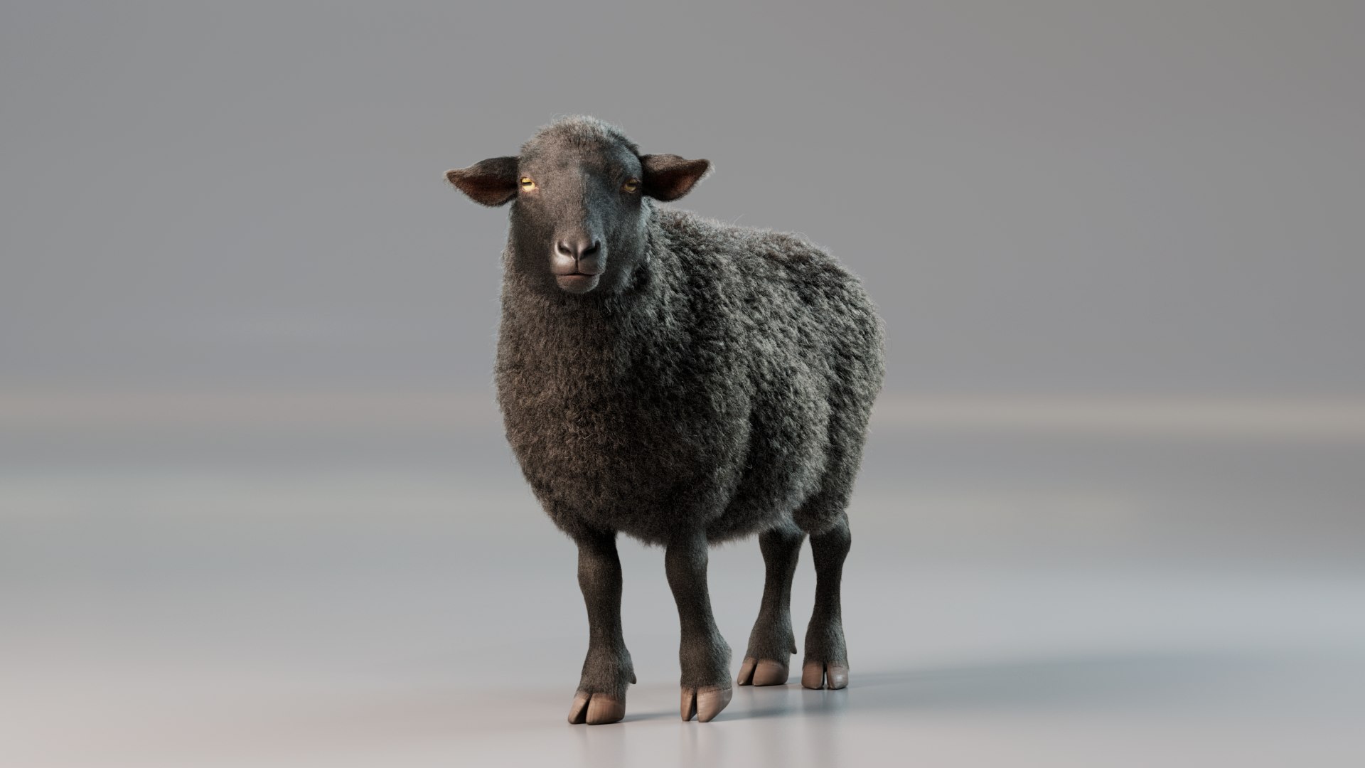 Black Sheep Rigged Animated With Fur Model - TurboSquid 2168422