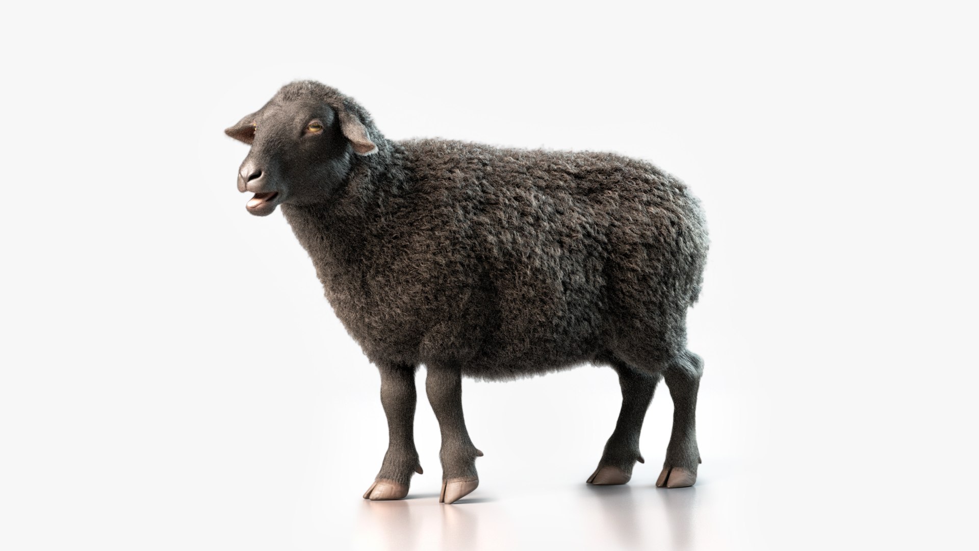 Black Sheep Rigged Animated With Fur Model - TurboSquid 2168422