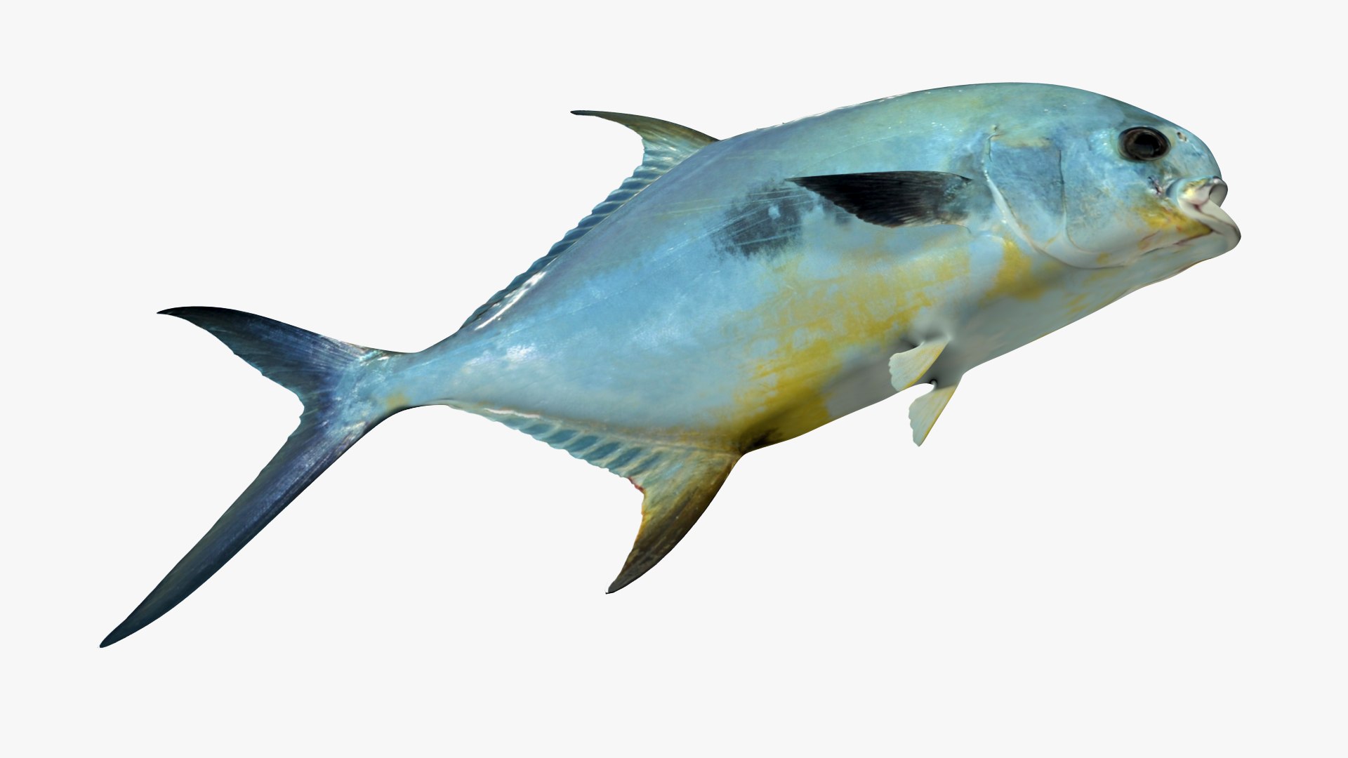 PermitFish 3D Model - TurboSquid 1856210