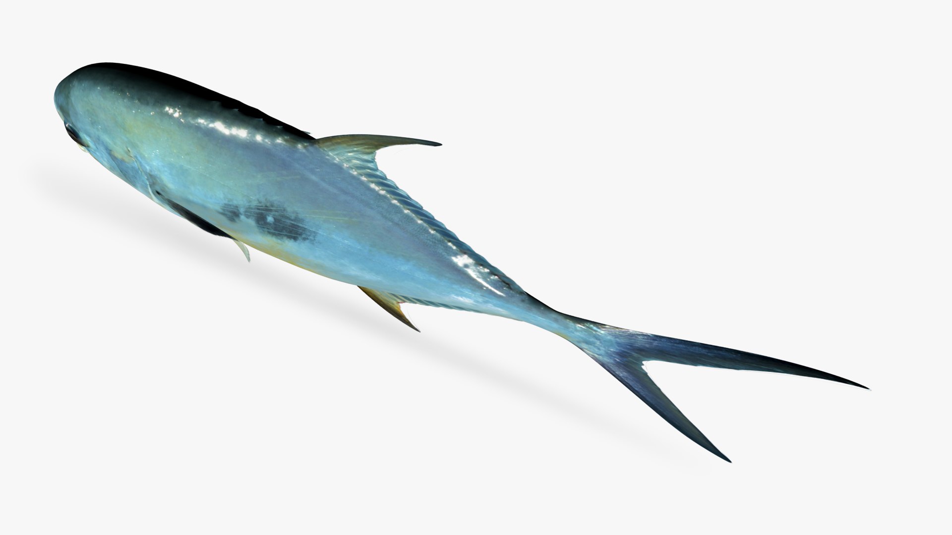 PermitFish 3D Model - TurboSquid 1856210