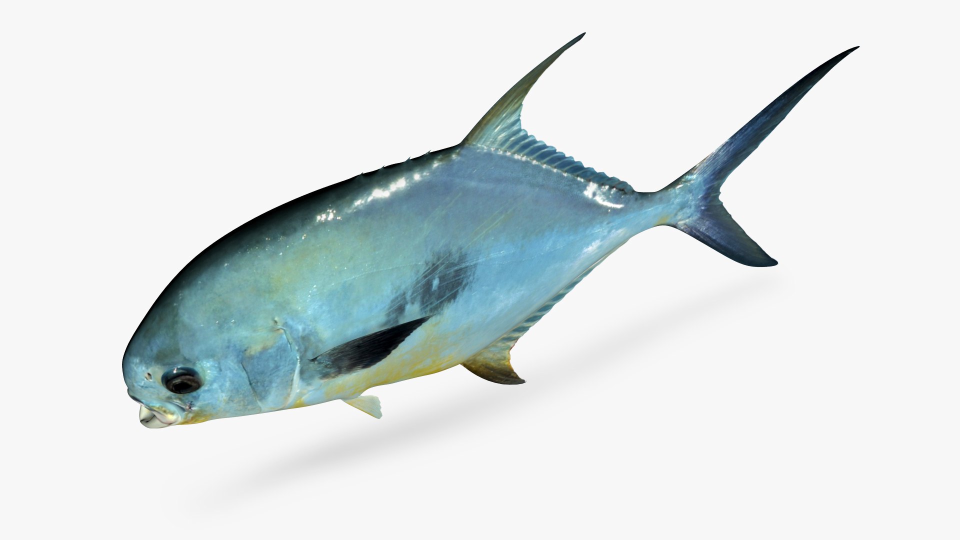 PermitFish 3D Model - TurboSquid 1856210