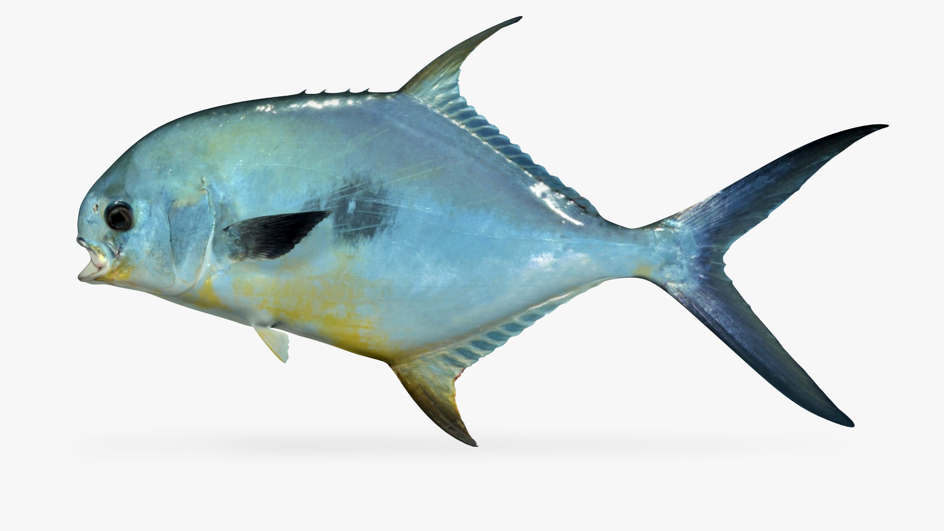 PermitFish 3D Model - TurboSquid 1856210