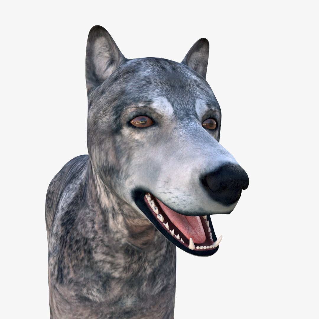 3d Wolf