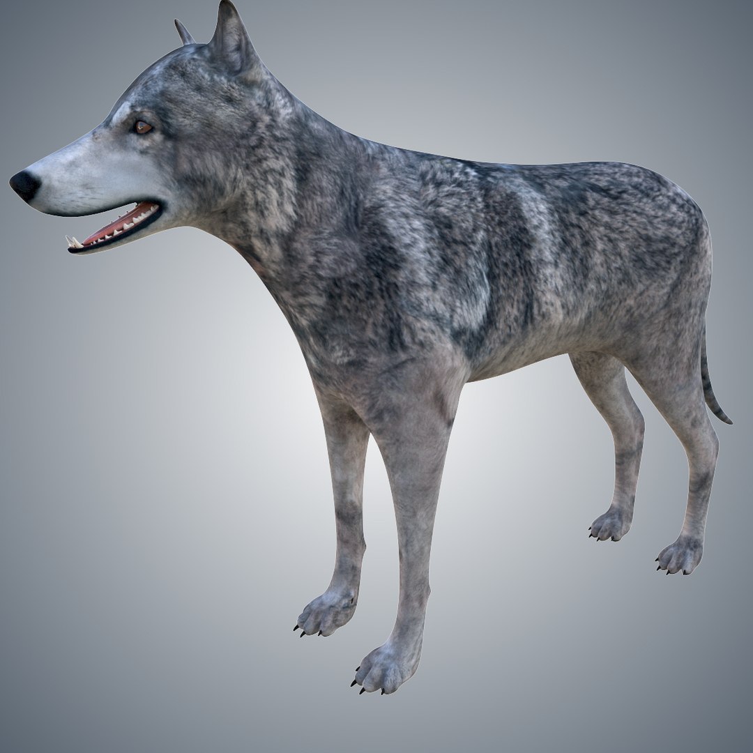 3d Wolf
