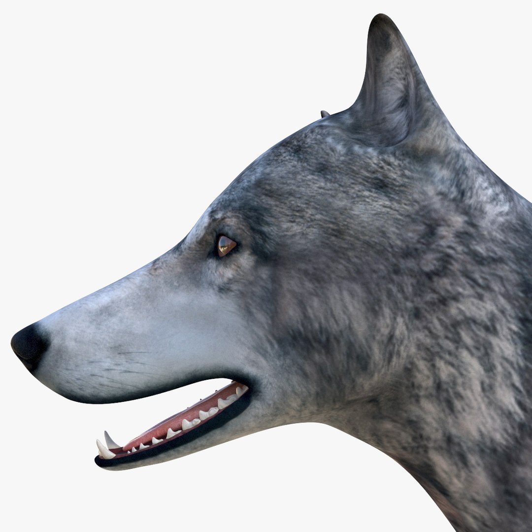 3d Wolf