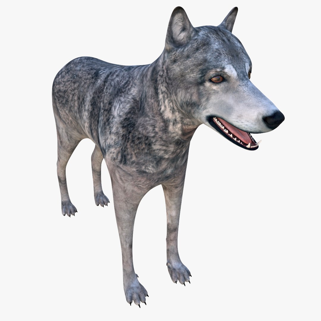 3d Wolf