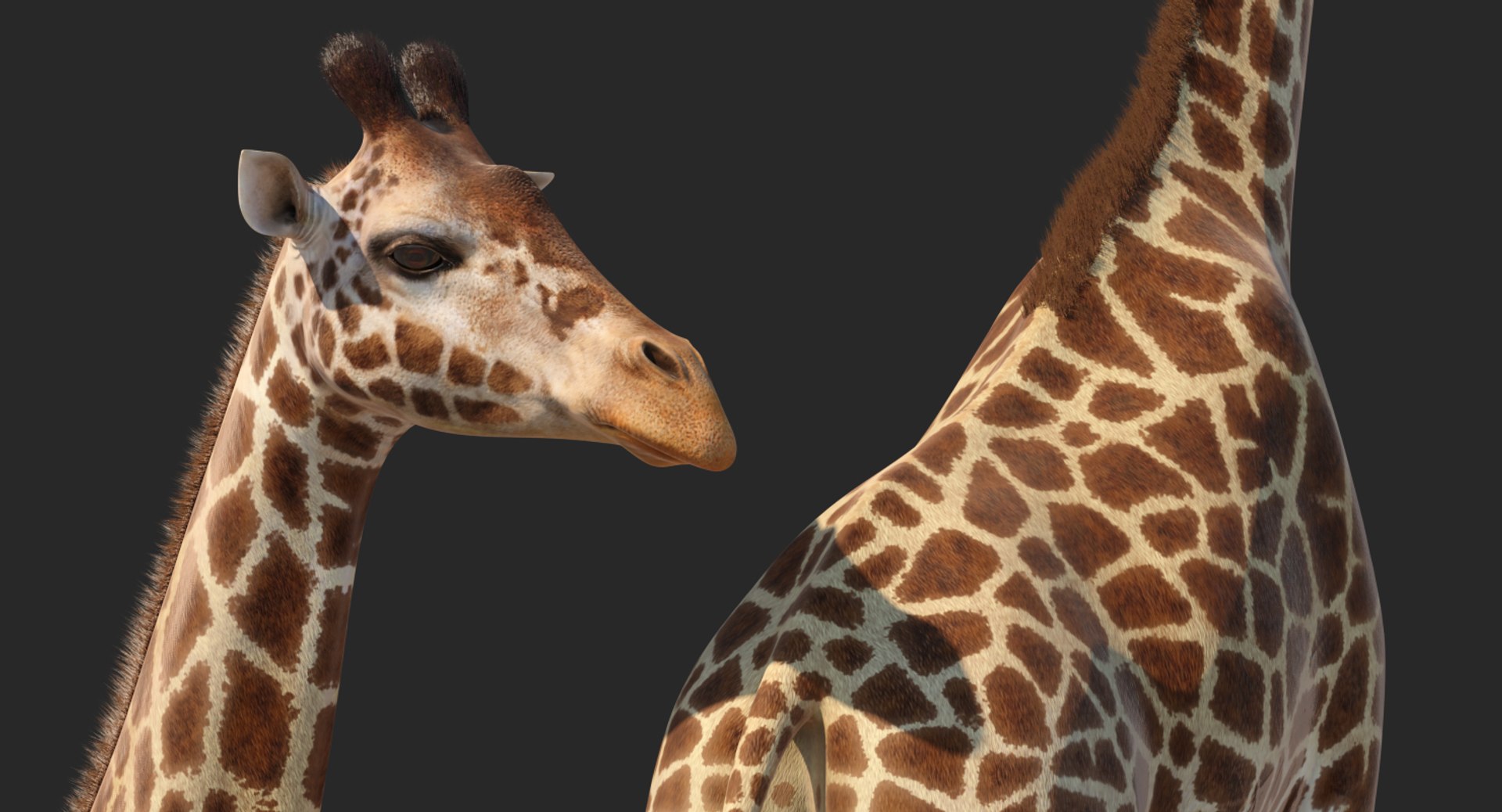 African Giraffe Fur Model - TurboSquid 1400470
