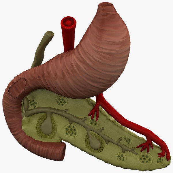 Pancreas 3D Models for Download | TurboSquid