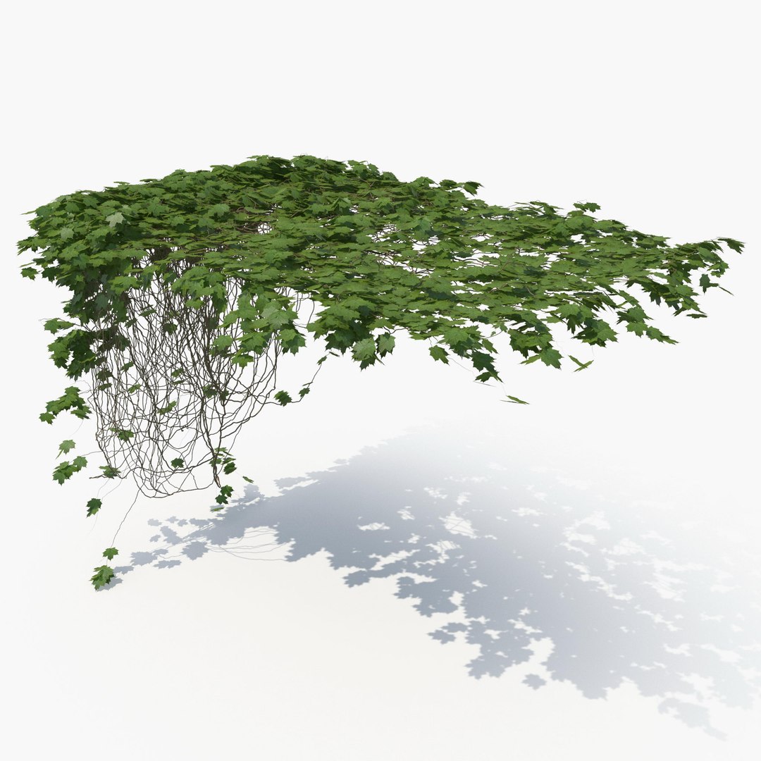 Realistic Ivy 3D | 1148264 | TurboSquid