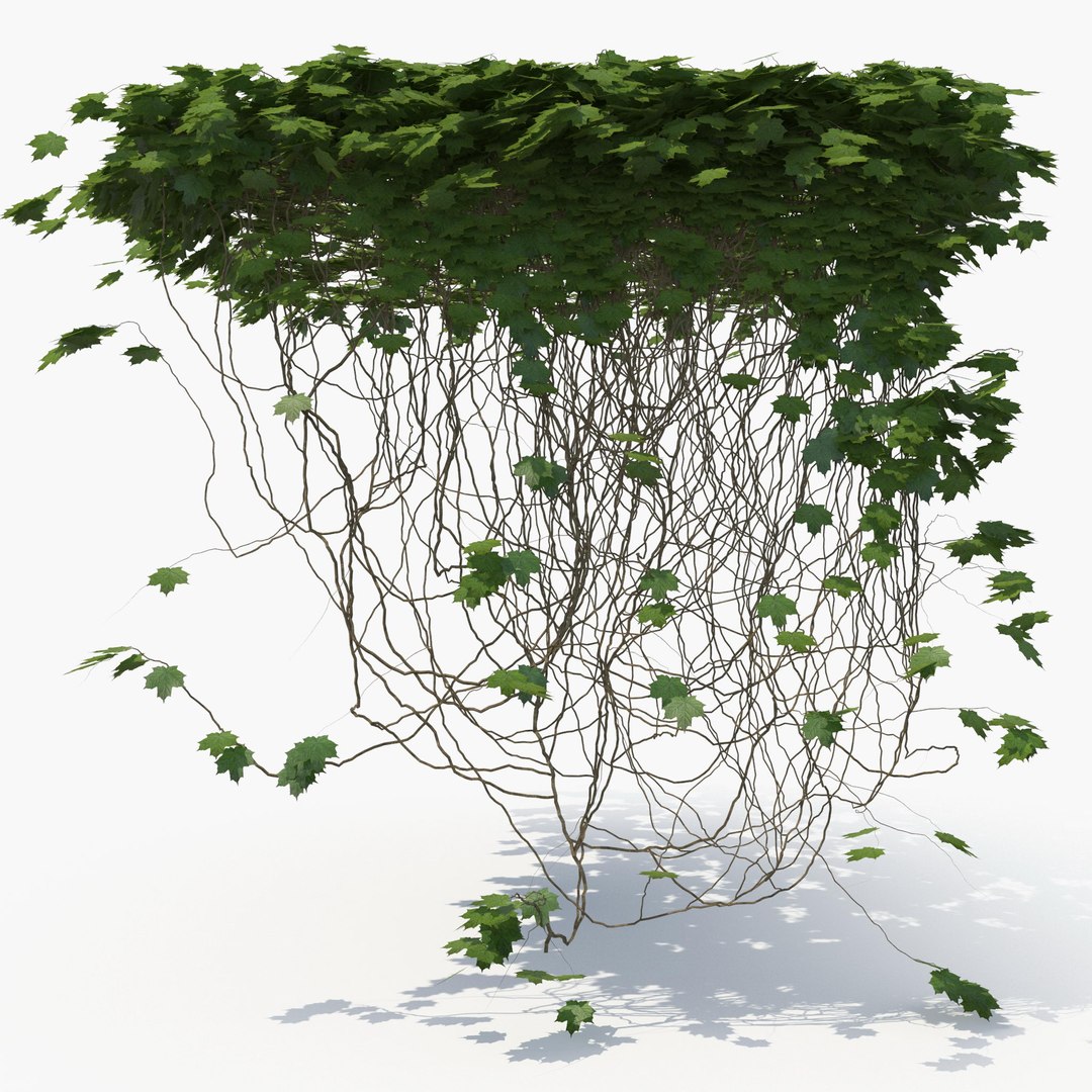 Realistic Ivy 3D | 1148264 | TurboSquid
