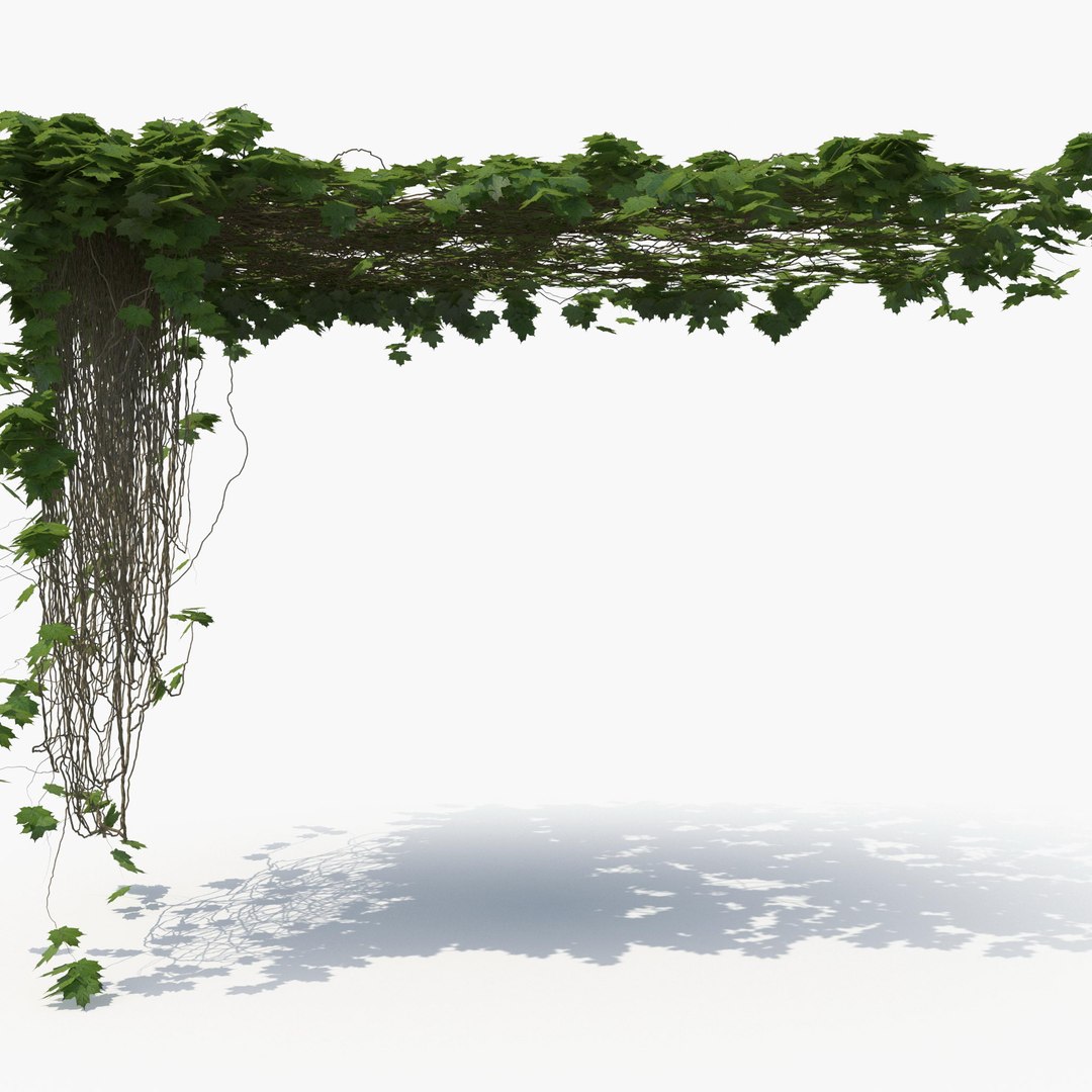 Realistic Ivy 3D | 1148264 | TurboSquid