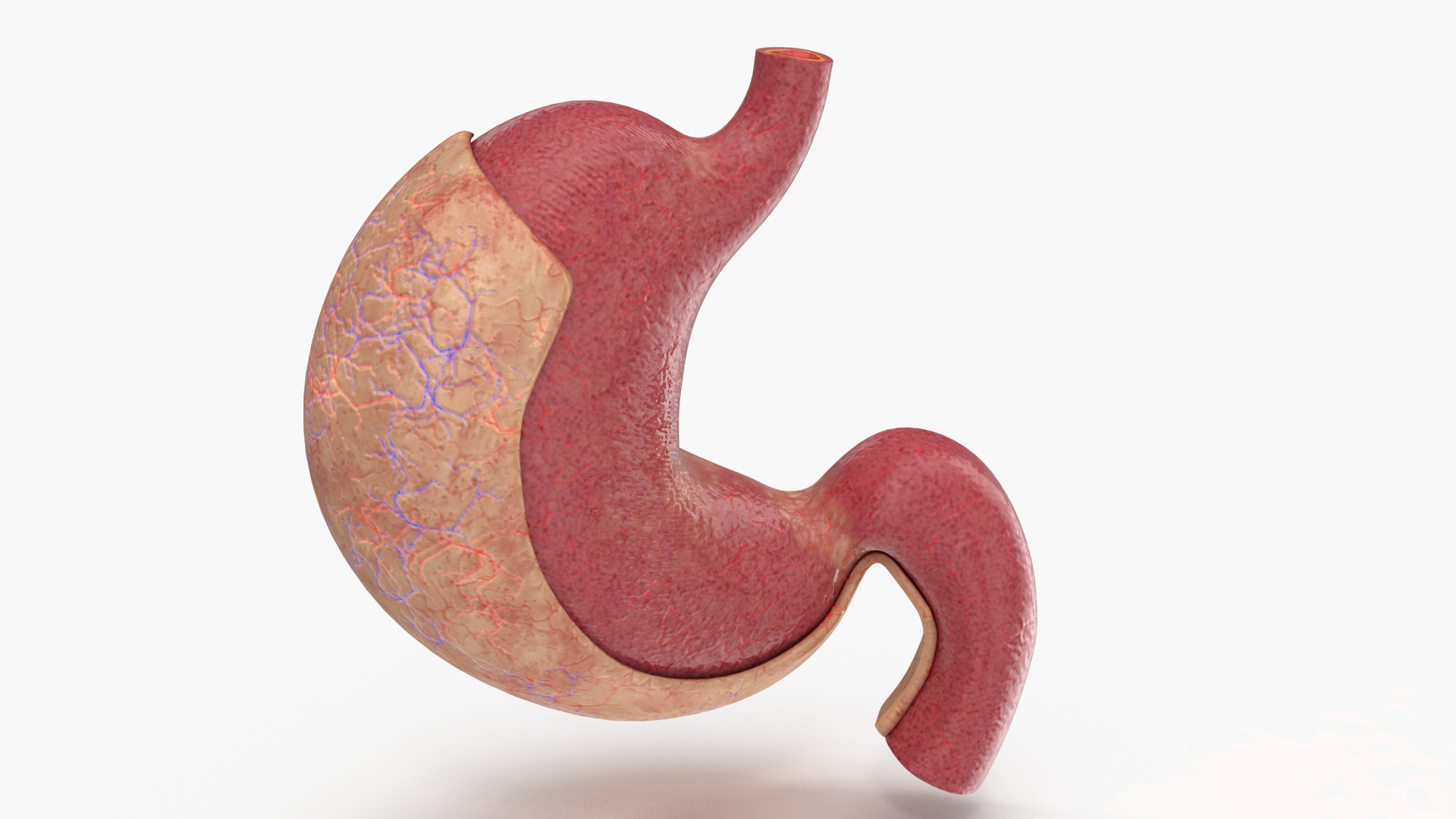 3D model stomach anatomy - TurboSquid 1669904