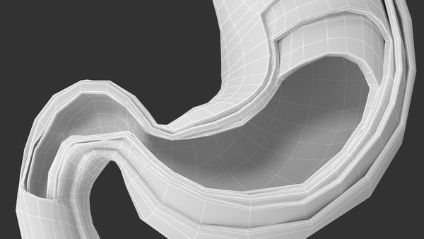 3D model stomach anatomy - TurboSquid 1669904