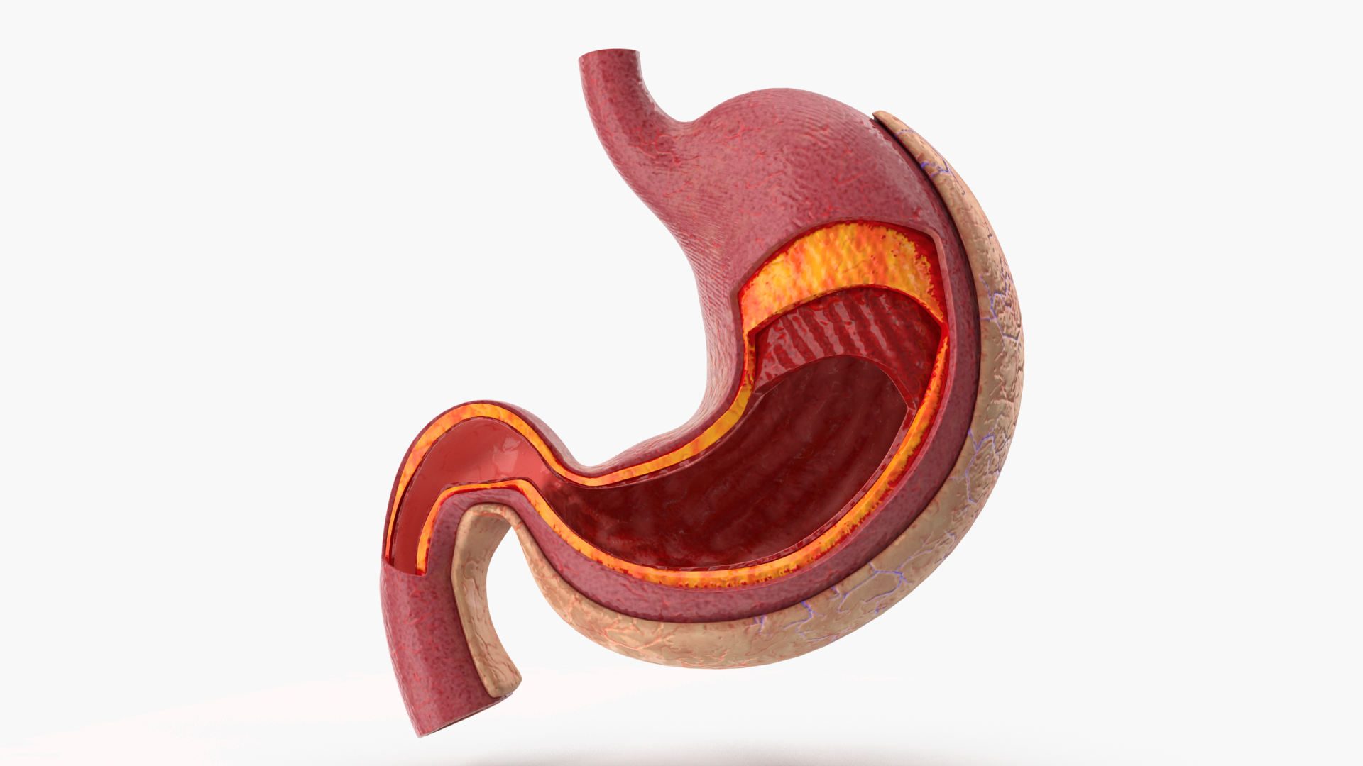 Camadas da anatomia do estômago Modelo 3D - TurboSquid 1669904